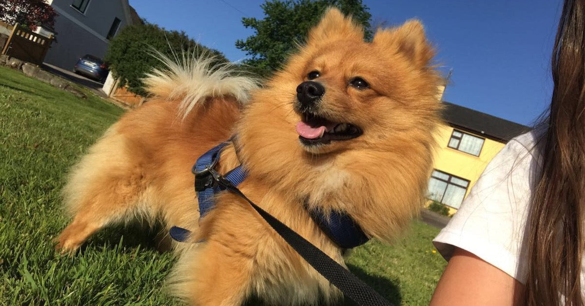 How to Keep Pets & Children Safe when Soft Washing with Biocidal Wash ...