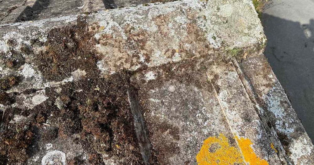 What's the best way to remove lichen by soft washing? (video) - Benz ...