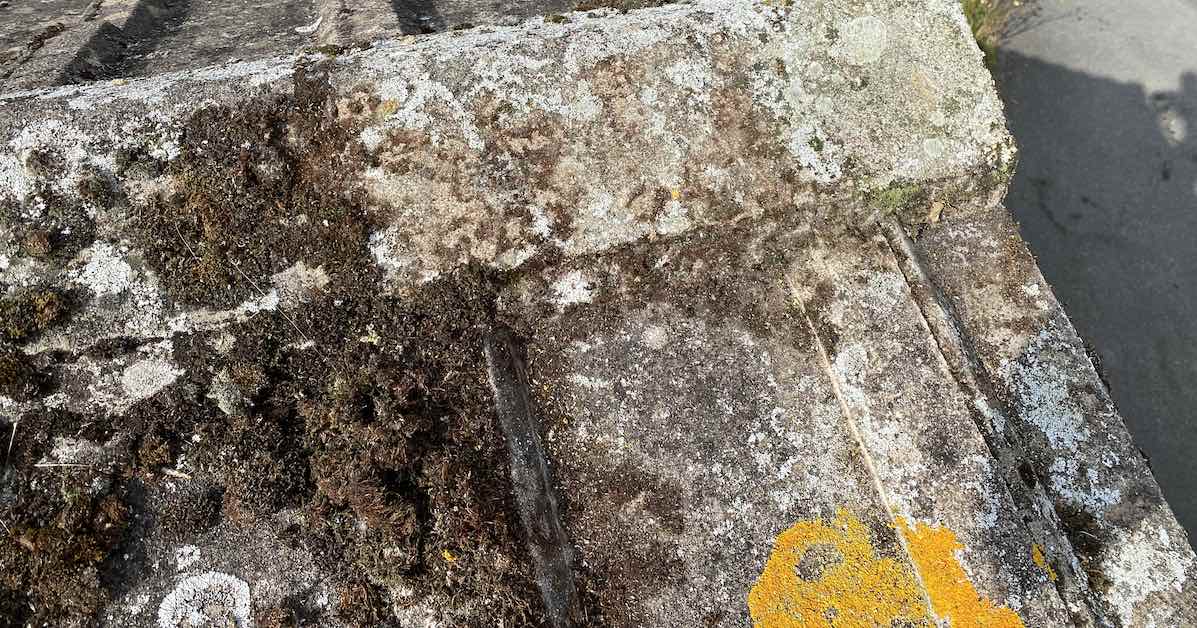 What's the best way to remove lichen by soft washing? (video) - Benz ...